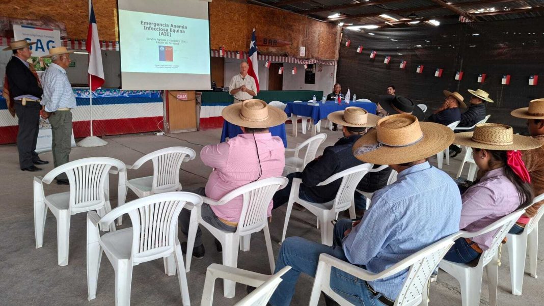 SAG refuerza medidas preventivas por Anemia Infecciosa Equina en Tarapacá